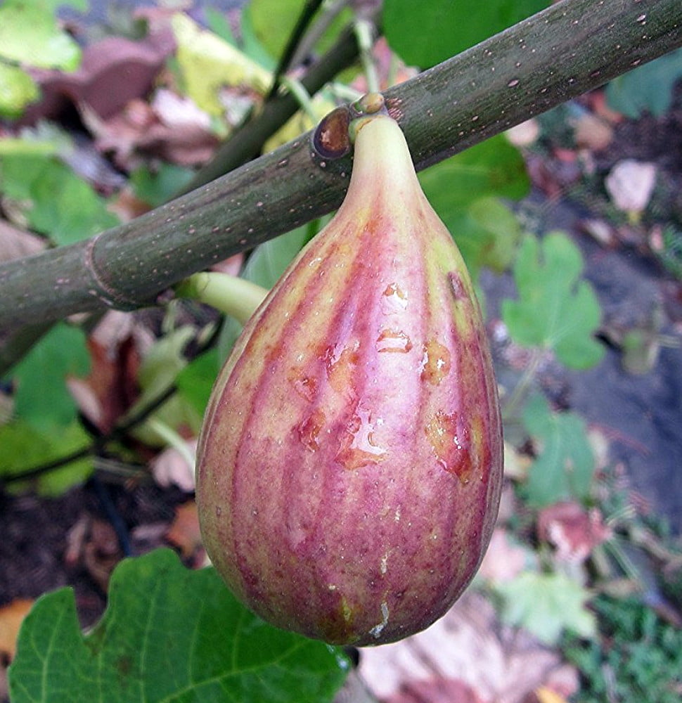 GE Neri Indoor Large Real Edible Fig Plant - Ficus Carica - 4" Pot ...