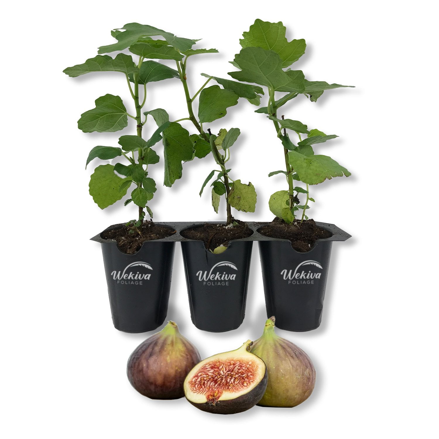 GE Neri Fig Tree - 3 Live Tissue Culture Starter Plants - Ficus Carica ...