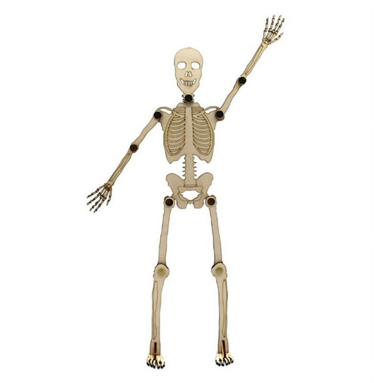 Interactive Skeleton