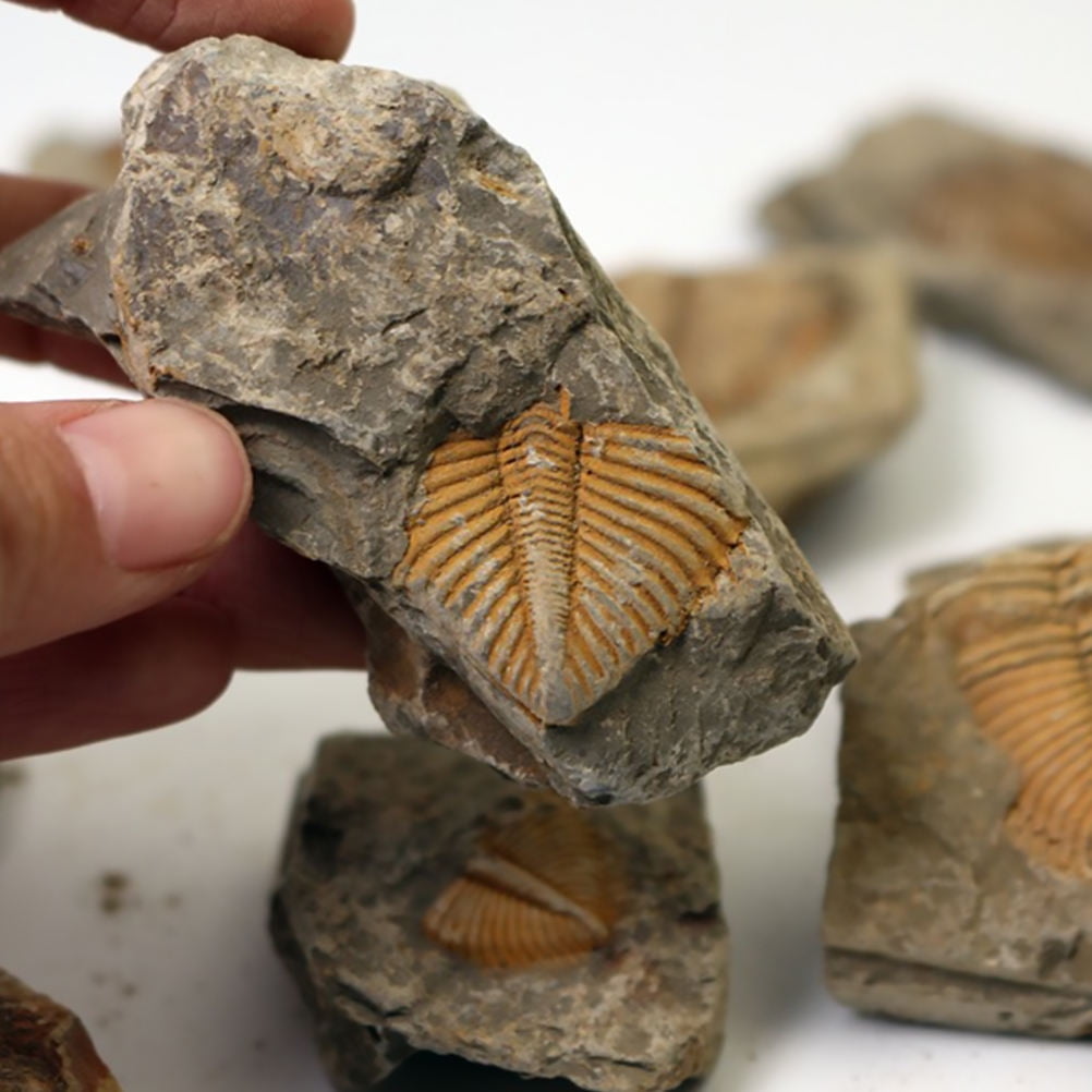 GETAJGHSD 2Set Trilobite Tail Authentic Small Paleontology Decor ...