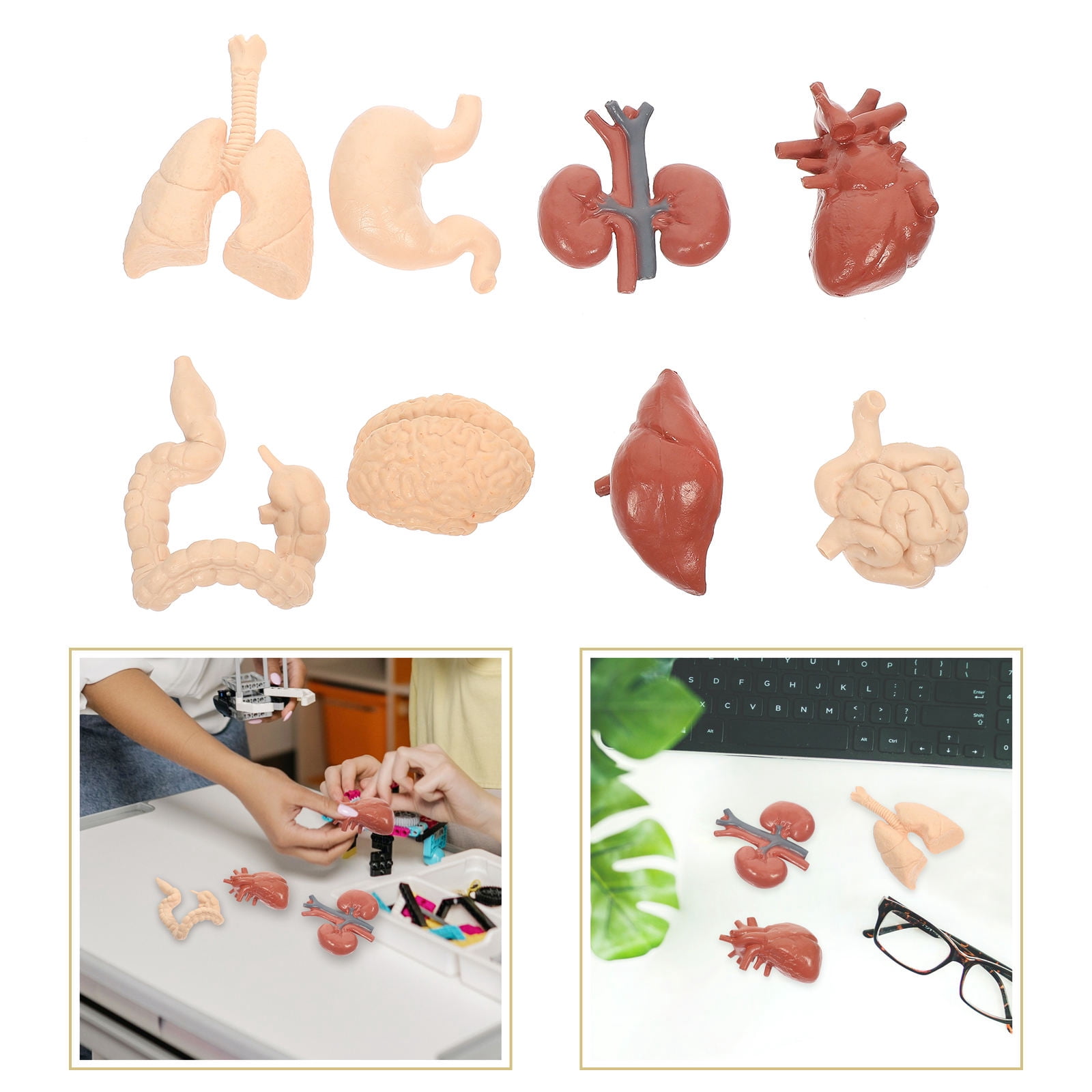 GETAJGHSD 8 Pcs Simulation Human Body Organs for University Training ...
