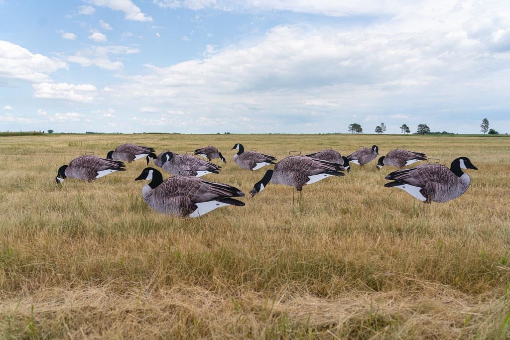 GHG Decoy Systems Pro-Grade Canada Goose Silhouette Decoys, Pack of 12 ...