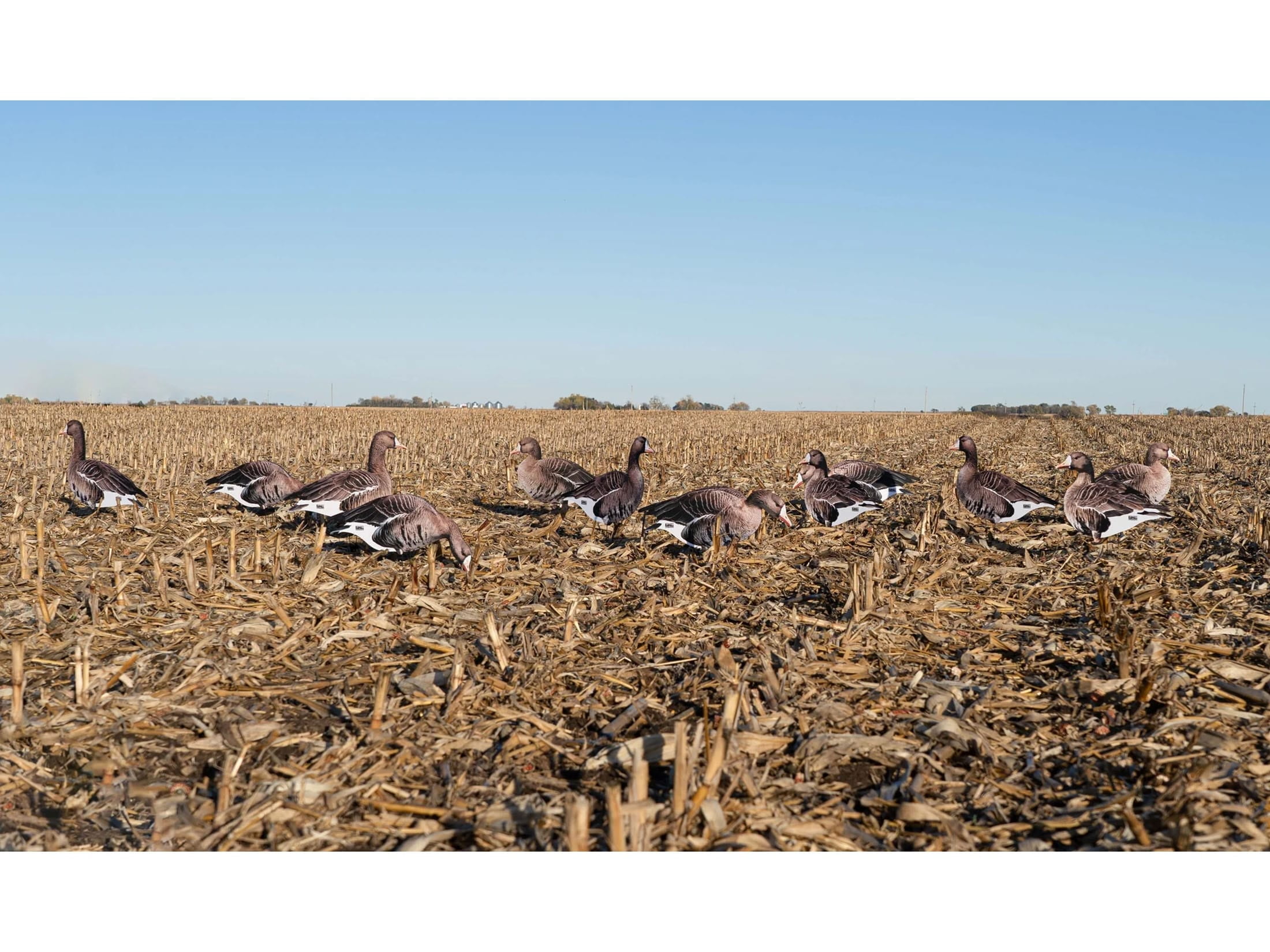 GHG Decoy Systems Pro Grade FFD Specklebelly Goose Silhouette Decoys ...