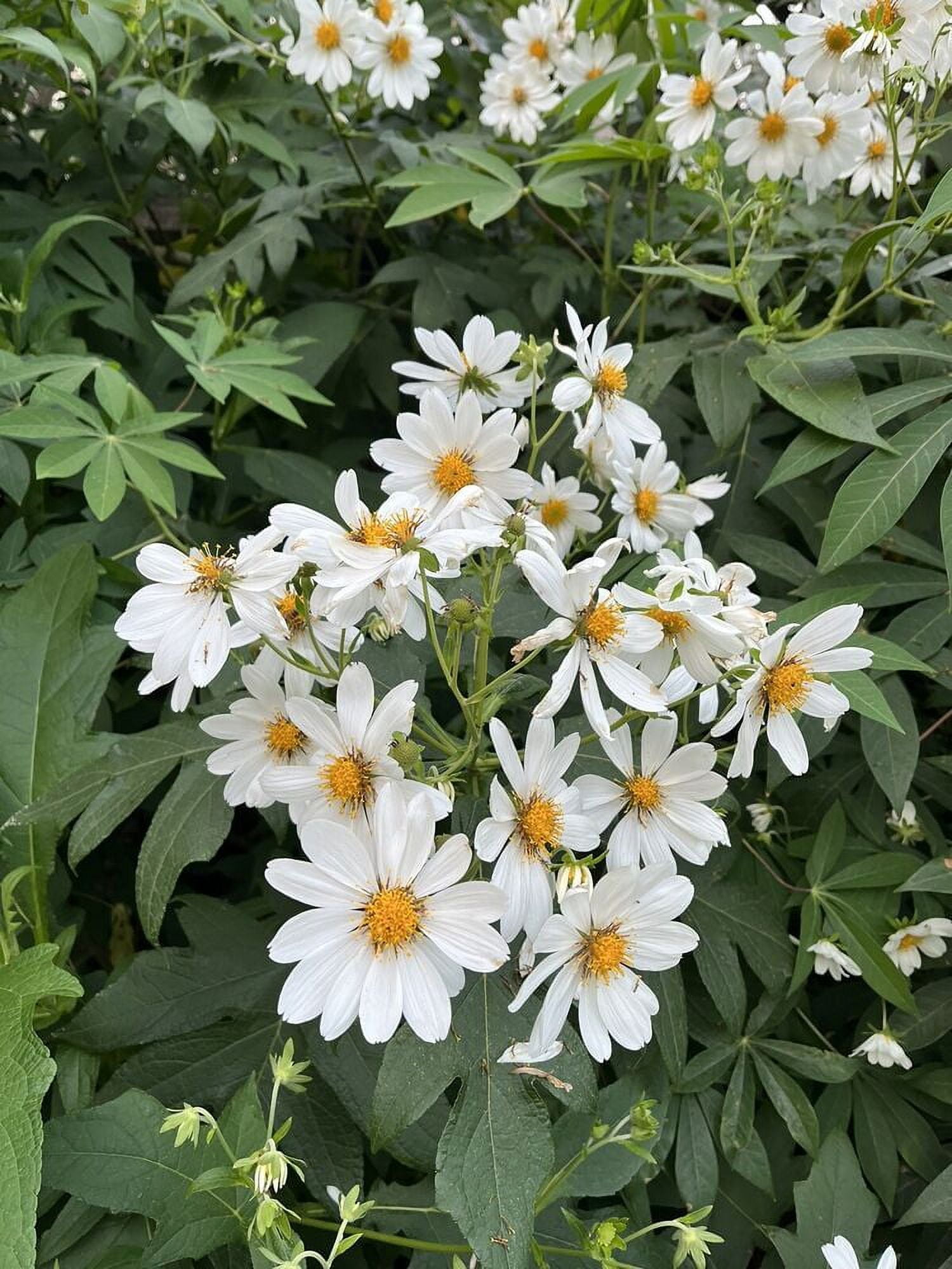 GIANT WHITE TREE DAISY Montanoa Grandiflora 5 cuttings perennial ...