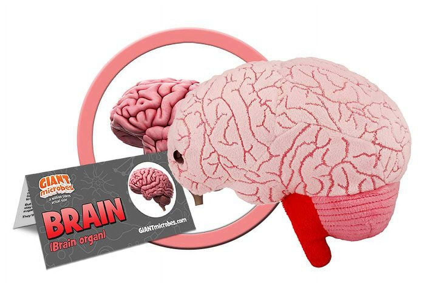 GIANTmicrobes Brain Organ Plush -Anatomical Organ Toy, Get Well Gift ...
