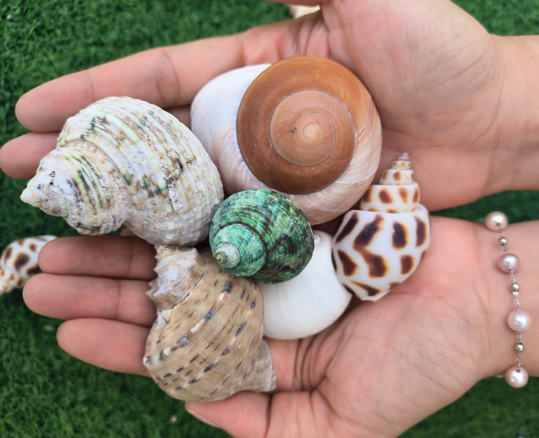 GIXUSIL 12Pcs Hermit Crab Shells | Natural Sea Conch Size 1.6"-3.2 ...