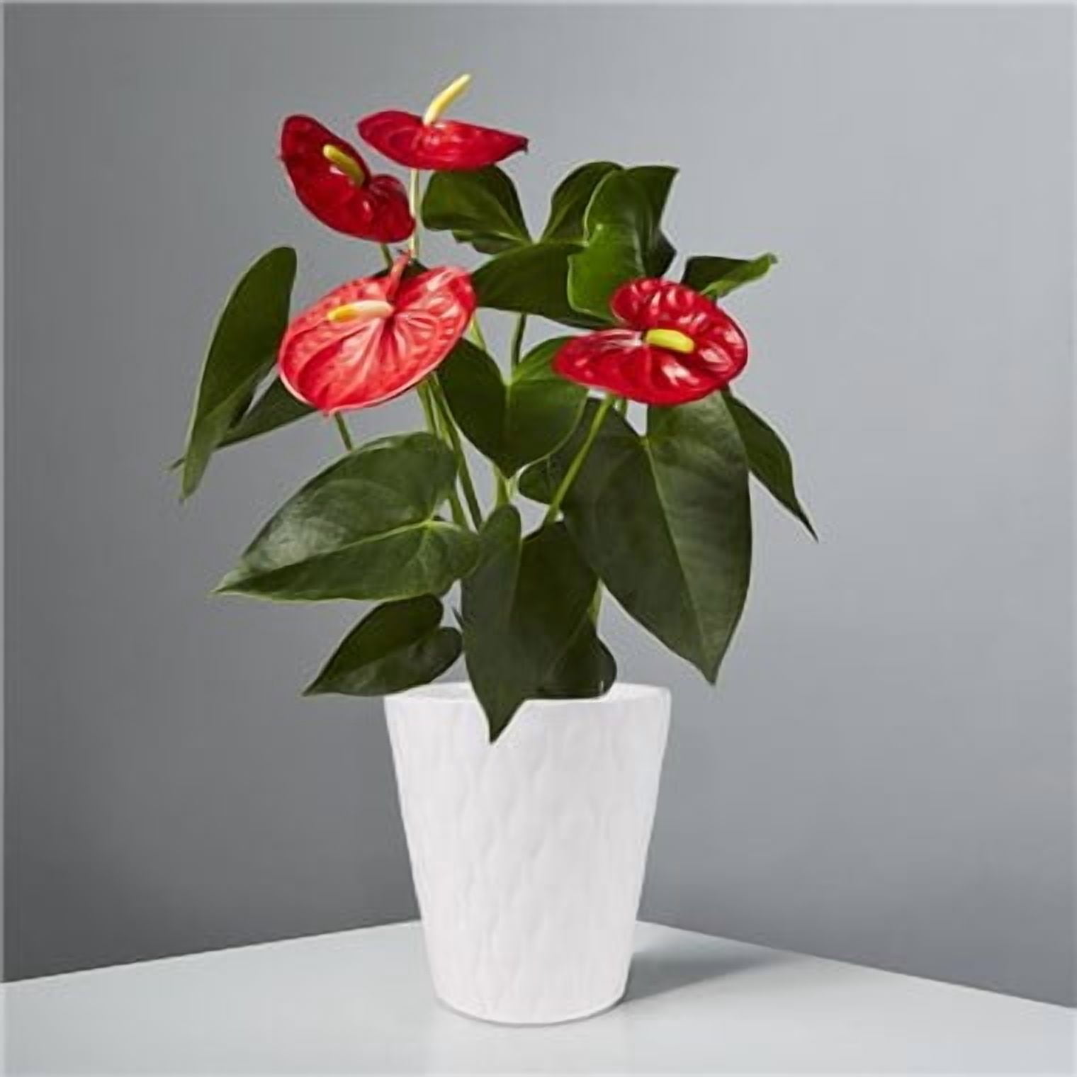 GIfts By Gail Red Anthurium Plant - Walmart.com