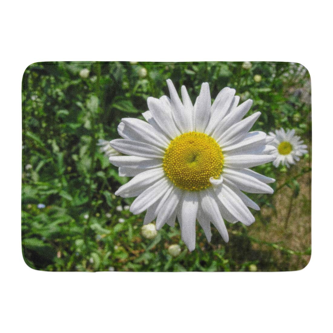 GODPOK Beauty Green Backyard Shasta Daisy with Its White Pedals and ...