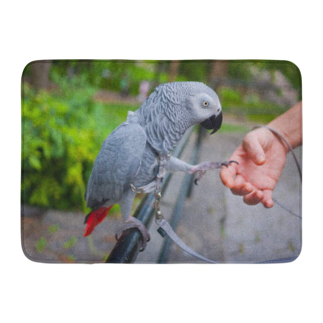 GODPOK Nature Gray Alex African Grey Parrot Stepping onto Hand Red ...