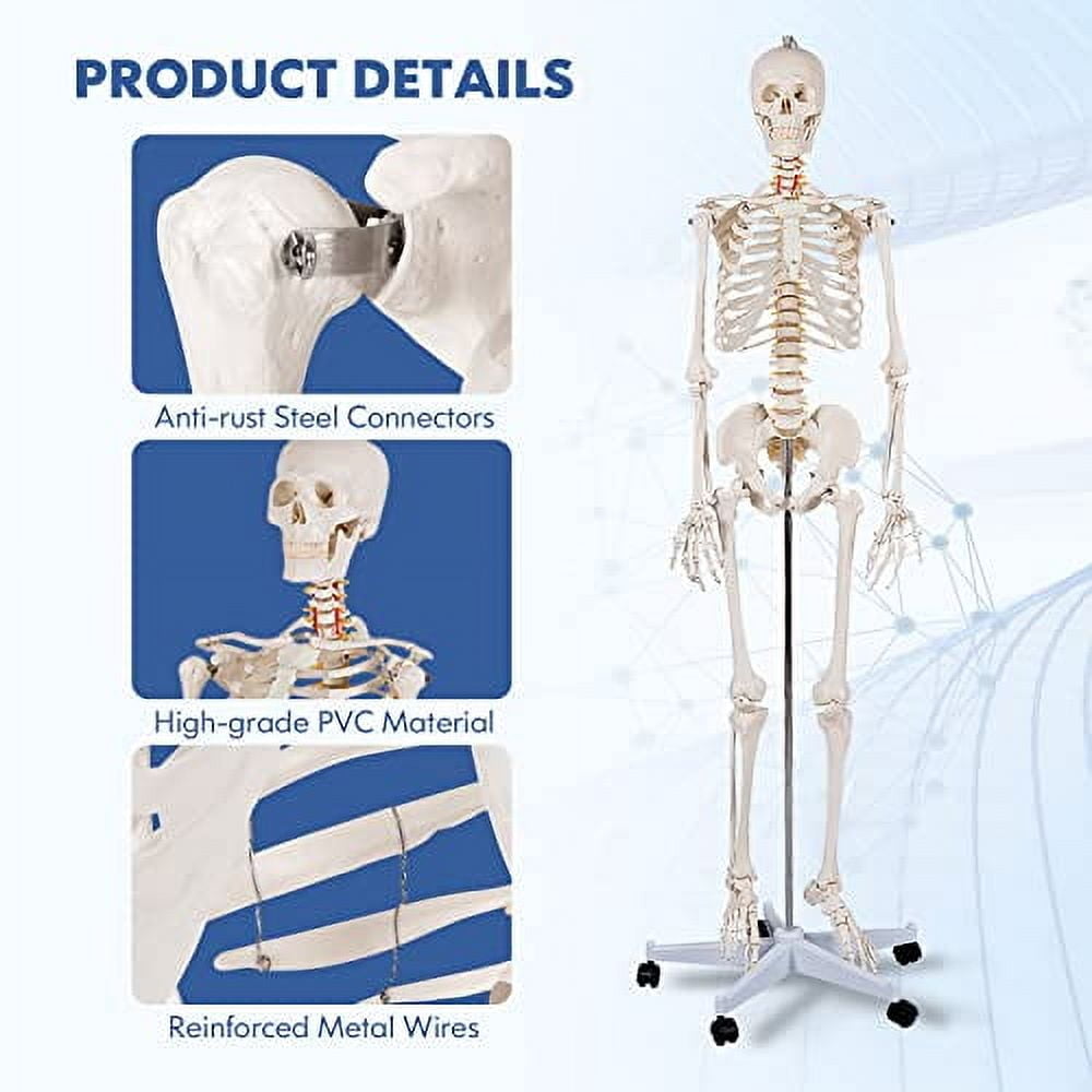 GOFLAME Human Skeleton Model for Anatomy, 70.8” Life Size Skeleton ...