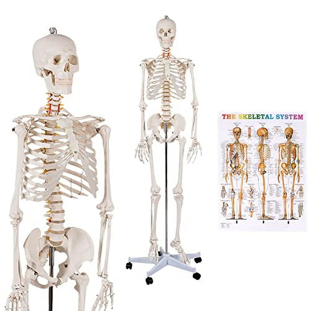 GOFLAME Human Skeleton Model for Anatomy, 70.8” Life Size Skeleton ...