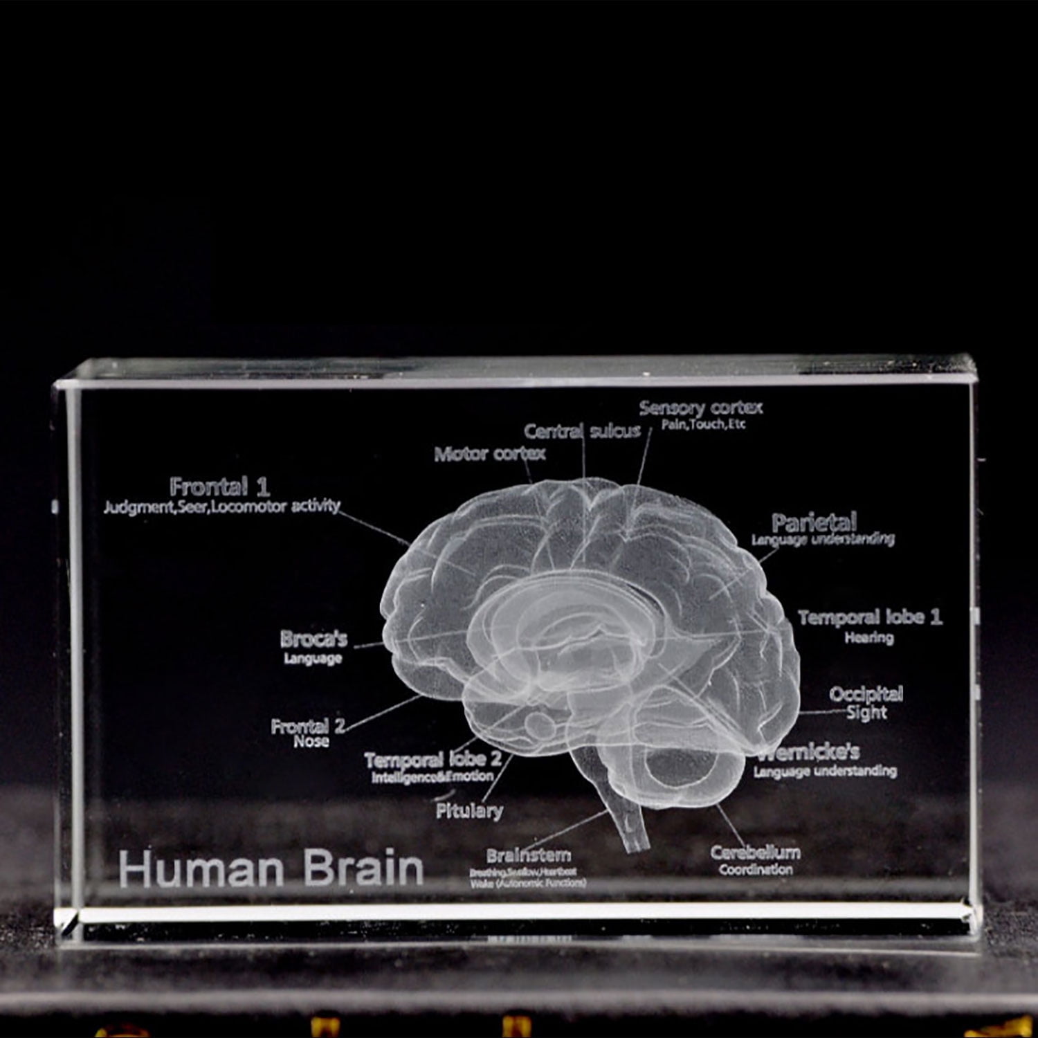 GOGHOST 3D Human Brain Anatomy Model,Laser Etching, Gift Box Packaging ...