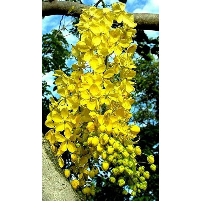 GOLDEN SHOWER TREE, Cassia fistula, rare gold rush yellow flower seed 10 seeds - Walmart.com