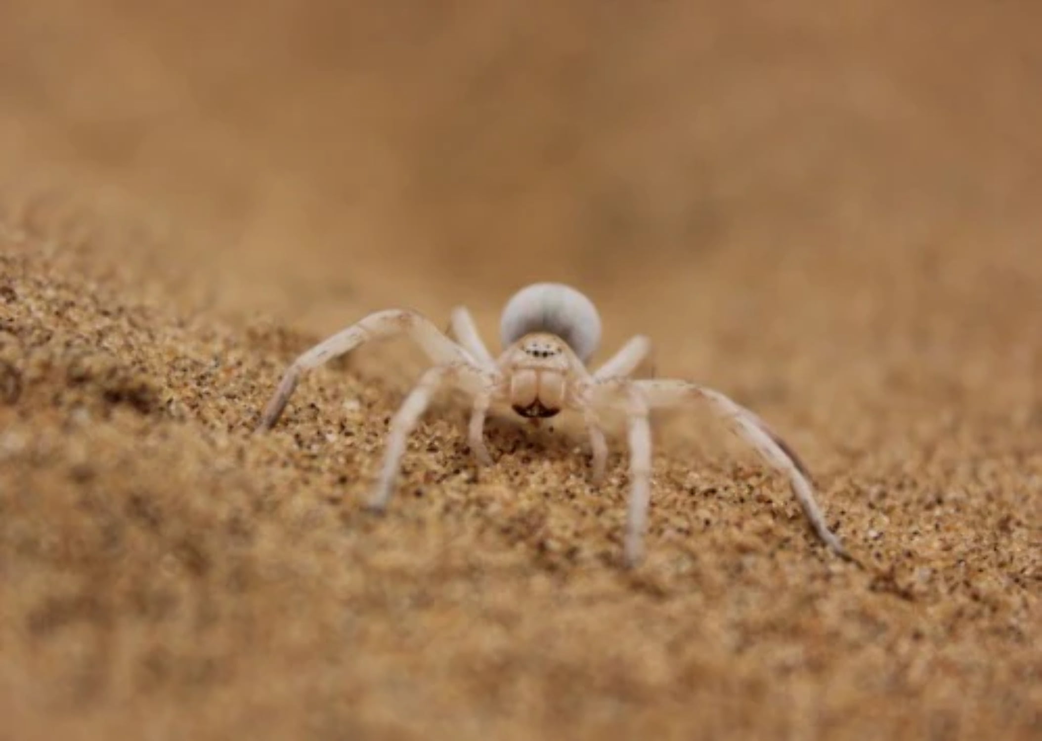 GOLDEN WHEEL SPIDER GLOSSY POSTER PICTURE PHOTO BANNER insect huntsman ...