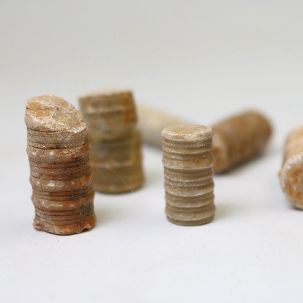 GOOHOCHY 10 Pcs Crinoid Stem Specimens Child Student - Walmart.com