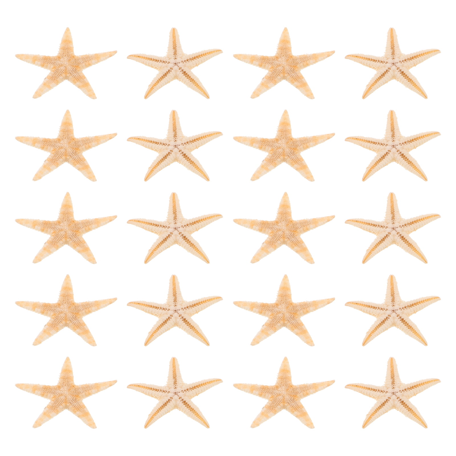 GOOHOCHY 20pcs Beach Mini Sea Star Figurine Natural Sea Star Statue for ...