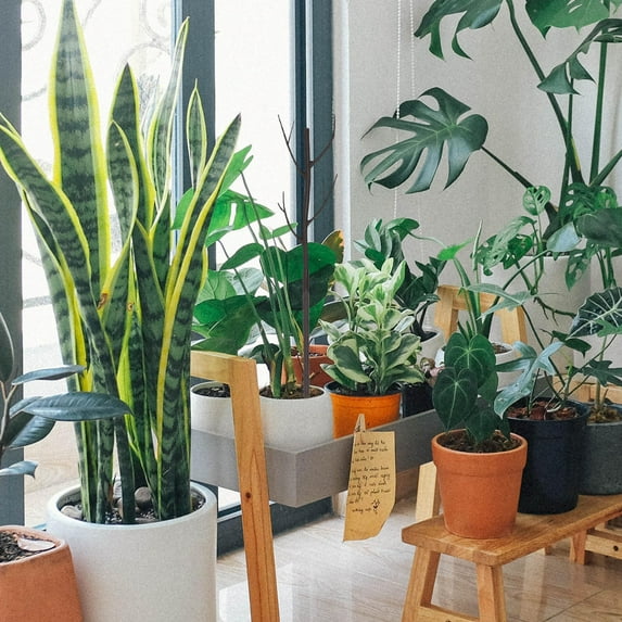 GOOHOCHY 5 Sets Garden Plant Climbing Pole Potted Plant Support Garden ...