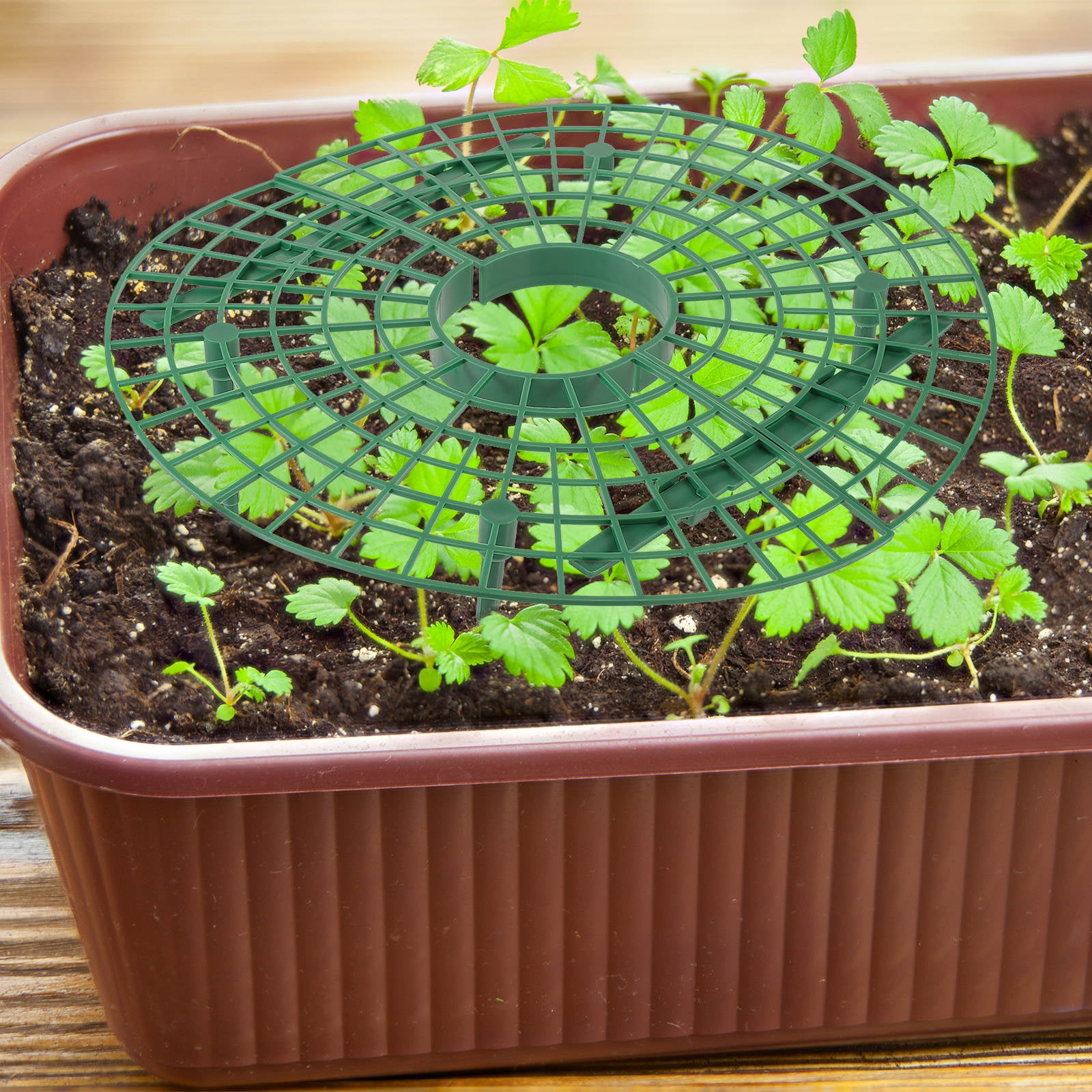 GOOHOCHY 6pcs Strawberry Supports Stands Strawberry Racks Rattan ...