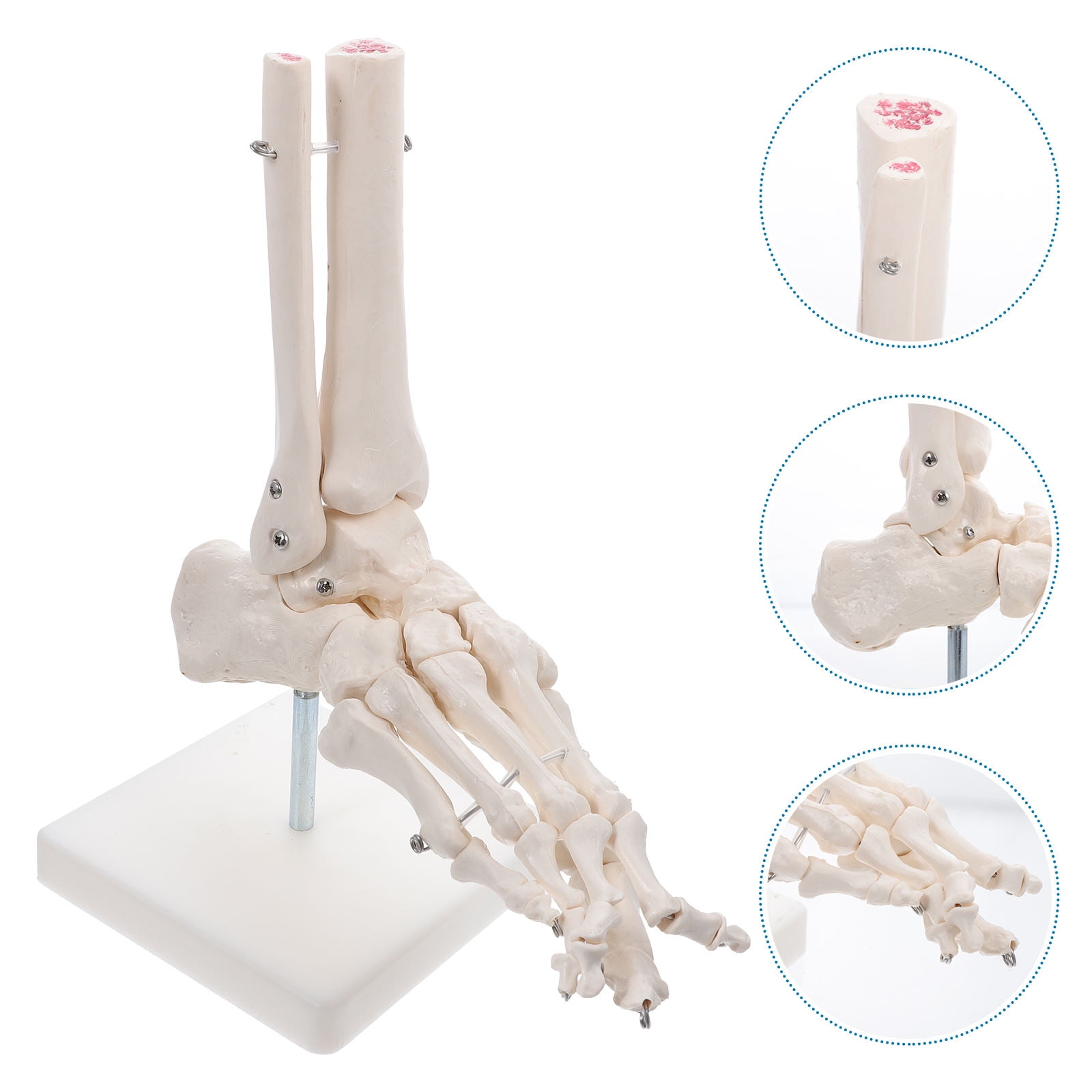GOOHOCHY Anatomical Foot Joint Model for Home Study PVC White on Stand ...