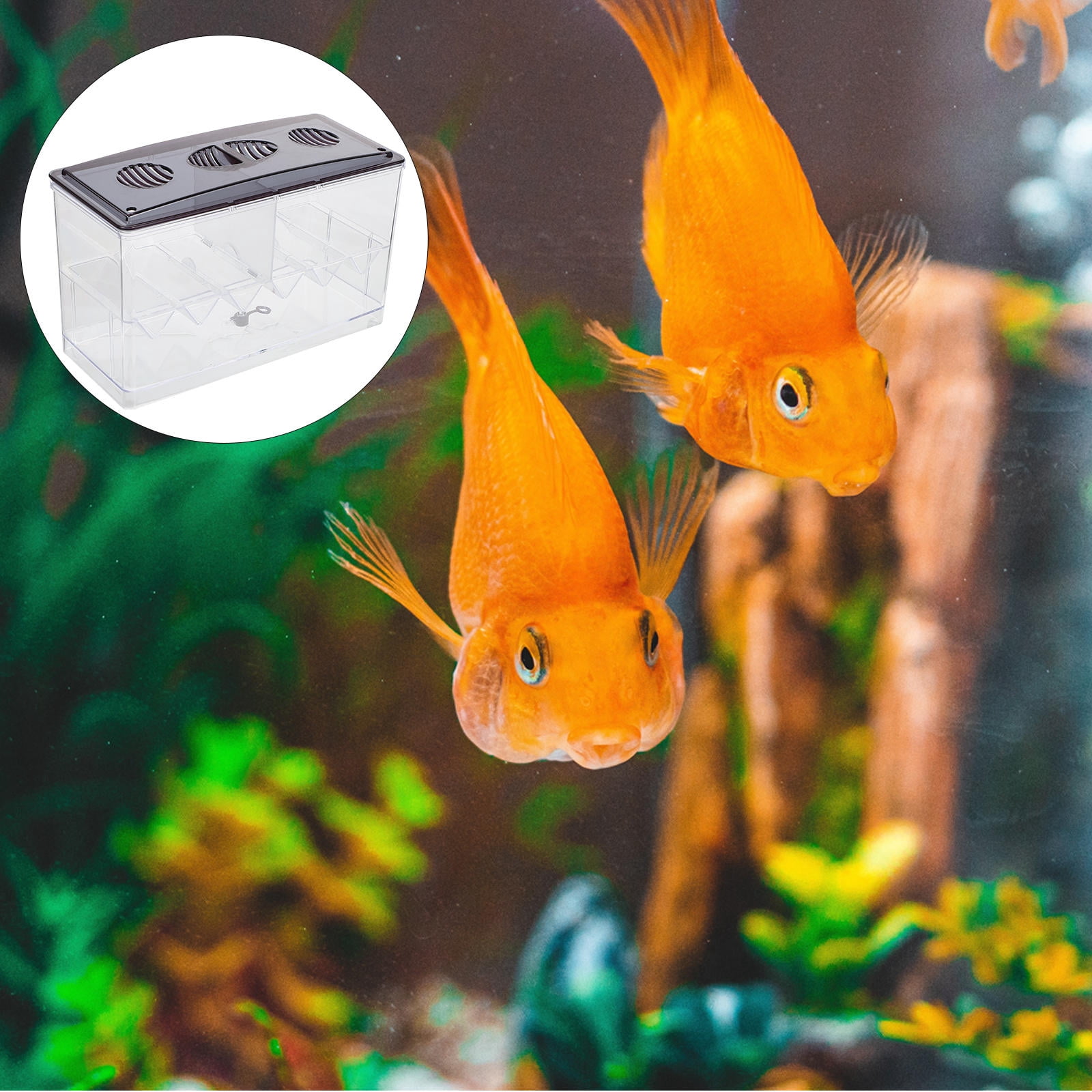 GOOHOCHY Fish Enthusiasts 1Pcs Transparent Isolate Box Acrylic for ...
