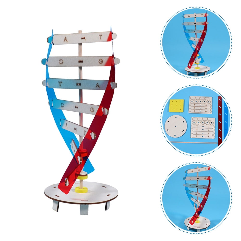 GOOHOCHY DIY DNA Double Helix Model for Teaching Scientific Learning ...