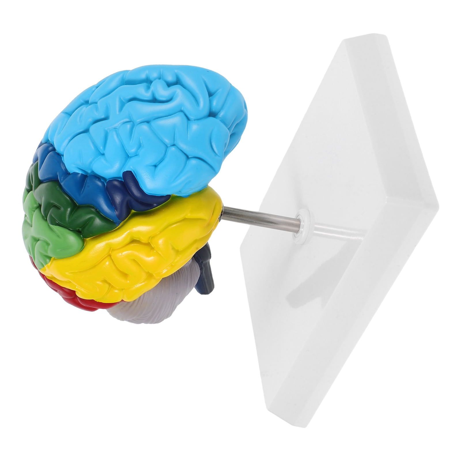 GOOHOCHY Human Brain Models 1:1 Scale Right-Half Brain Model For ...