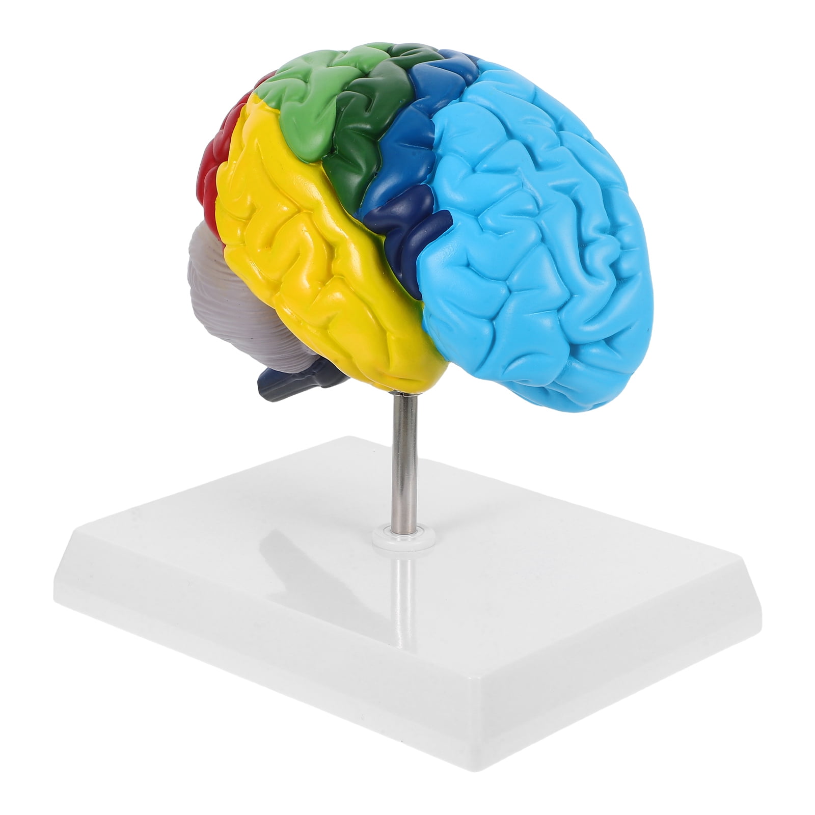 GOOHOCHY Human Half Brain Models 1:1 Scale Right-Half Brain Model ...