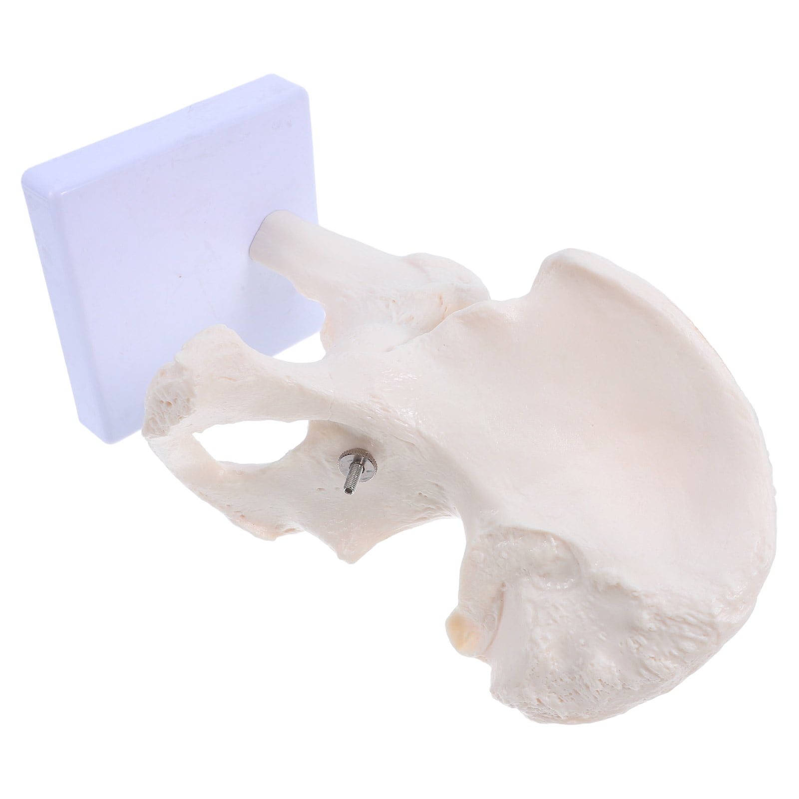 GOOHOCHY Human Joint Model For Anatomy Realistic Skeleton Teaching ...