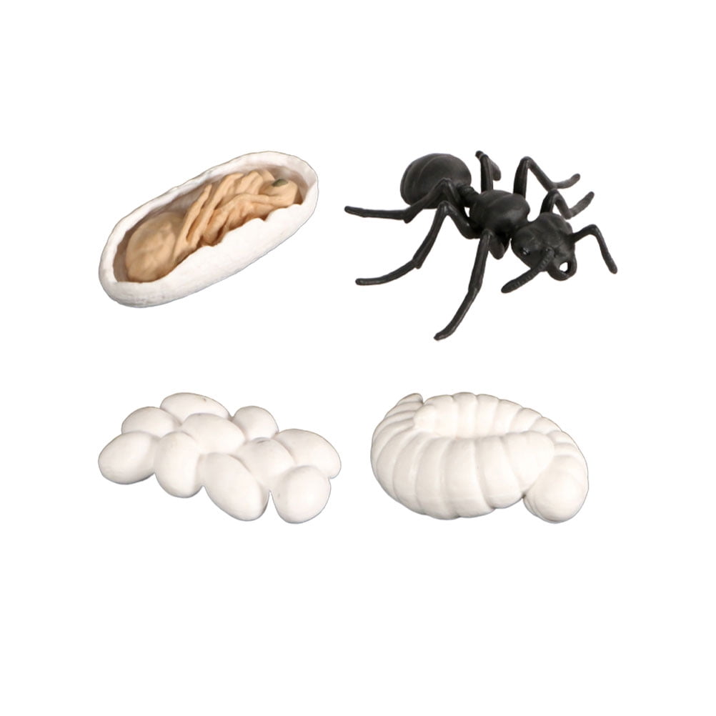 GOOHOCHY Life Cycle Toys Models Ant Figure Decorations Child - Walmart.com