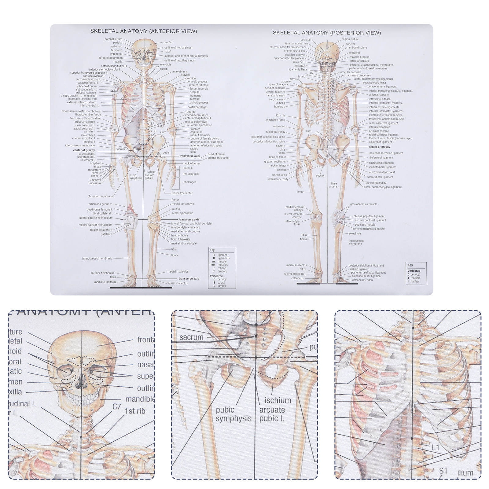 GOOHOCHY Physiology Human Anatomy Poster Science Anatomy Poster Student ...