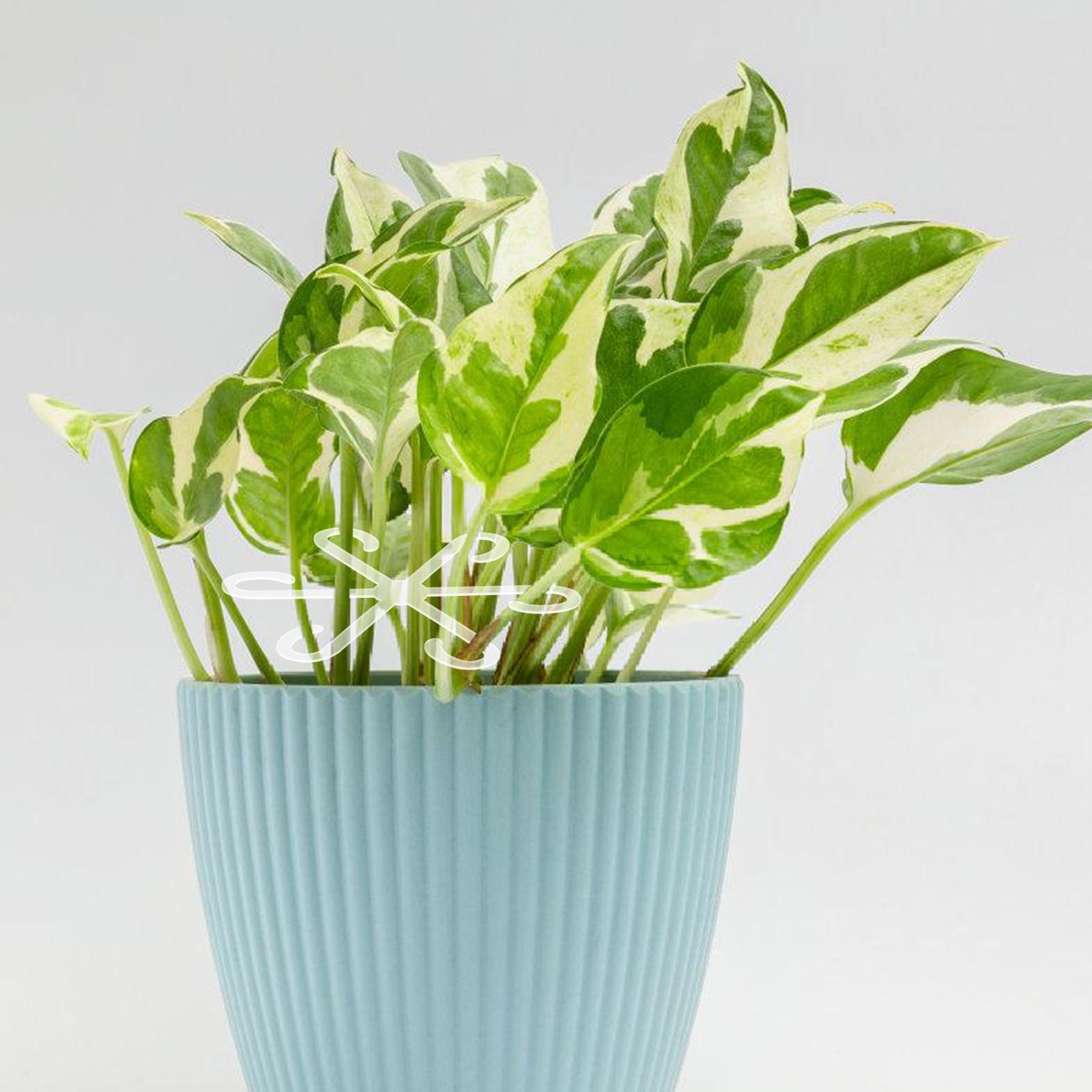 GOOHOCHY Plant Stem Support Bracket Flower Stems Rack Flower Stems ...