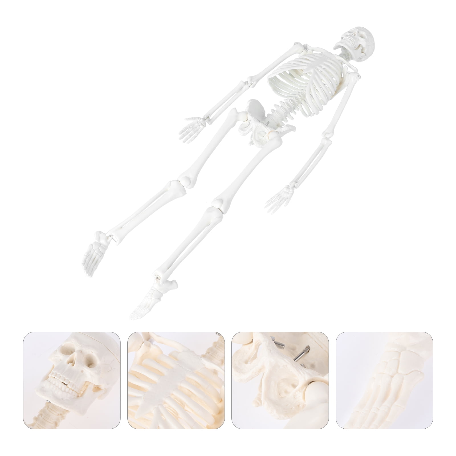 GOOHOCHY Skeleton Specimen Medical Professional Model Educational ...