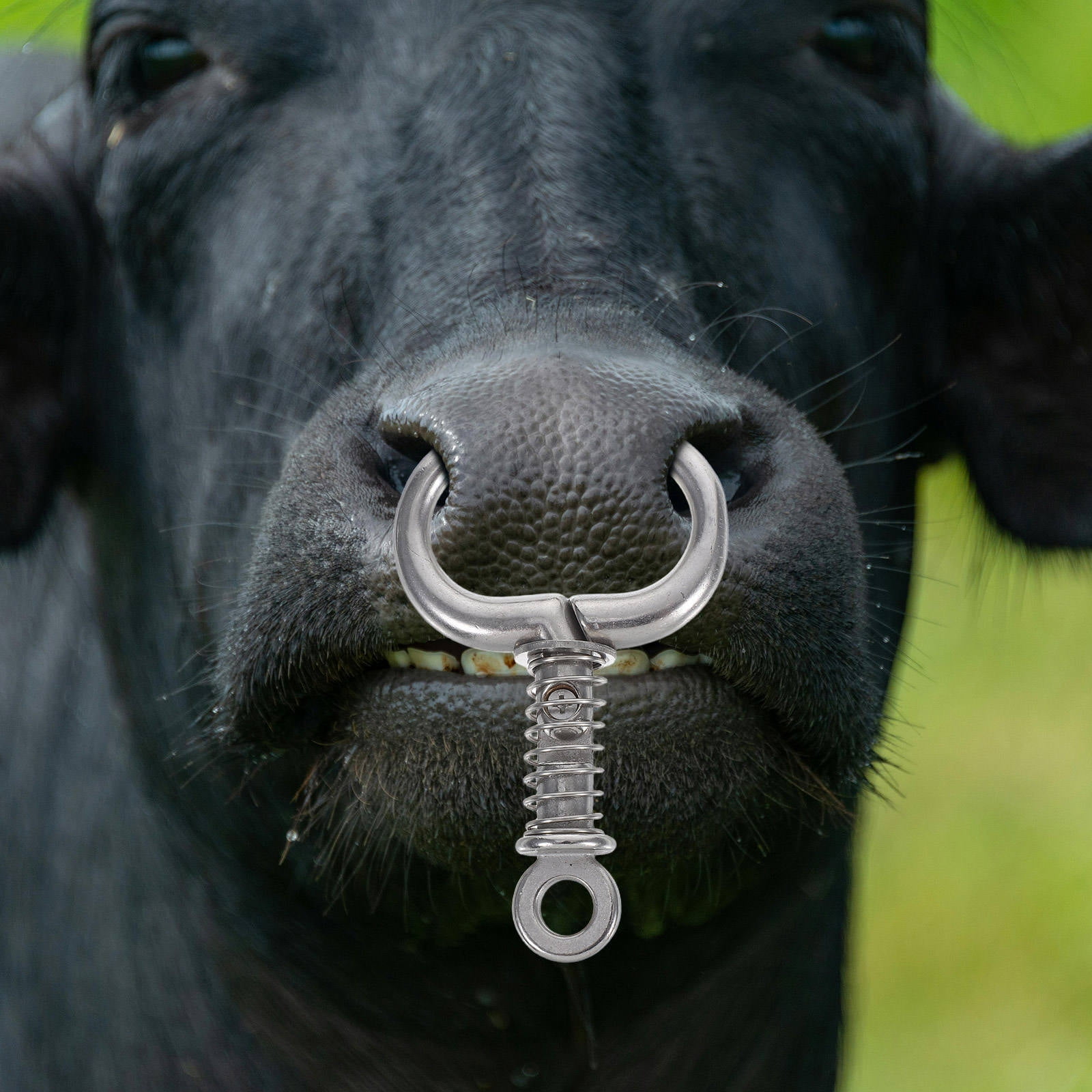GOOHOCHY Steel Cattle Nose Piercing Ring Cow Nose Ring Livestock Spring ...