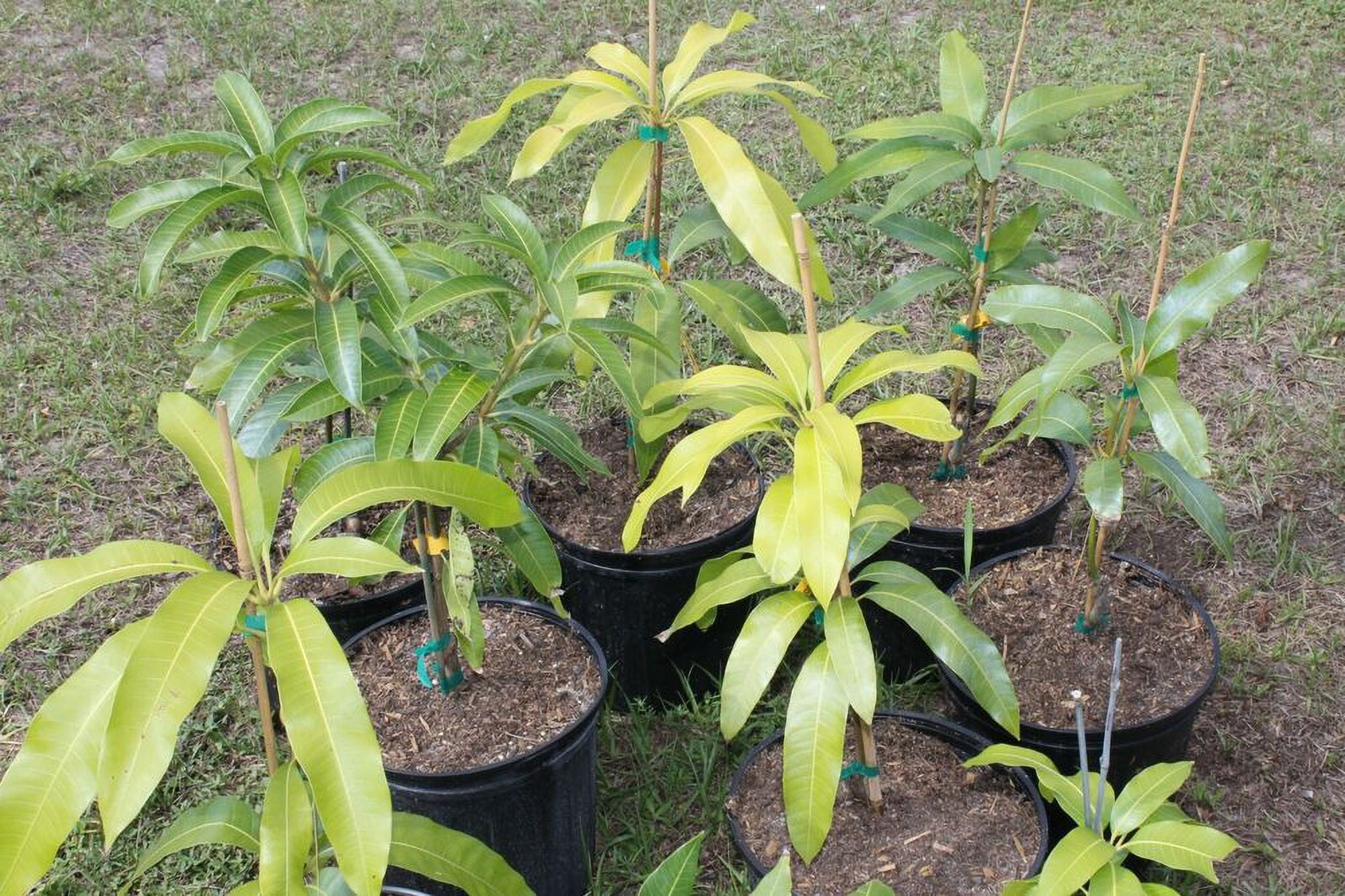 GRAFTED BOMBAY MANGO PAHARI MANGO RASPURI MANGO LIVE FRUIT TREE 3 ...