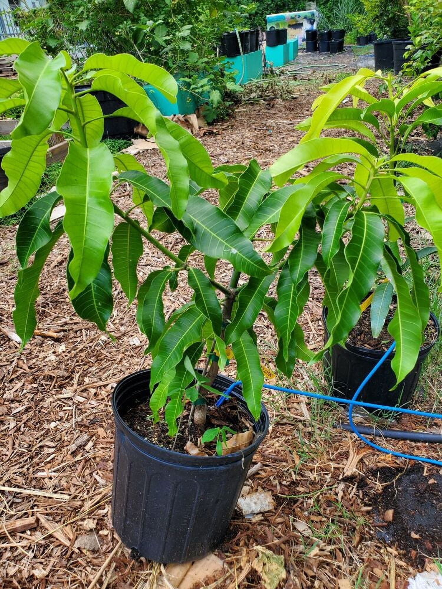 GRAFTED Mango Trees Live Plant In 3 gallon pot Many Rare and Dwarf ...