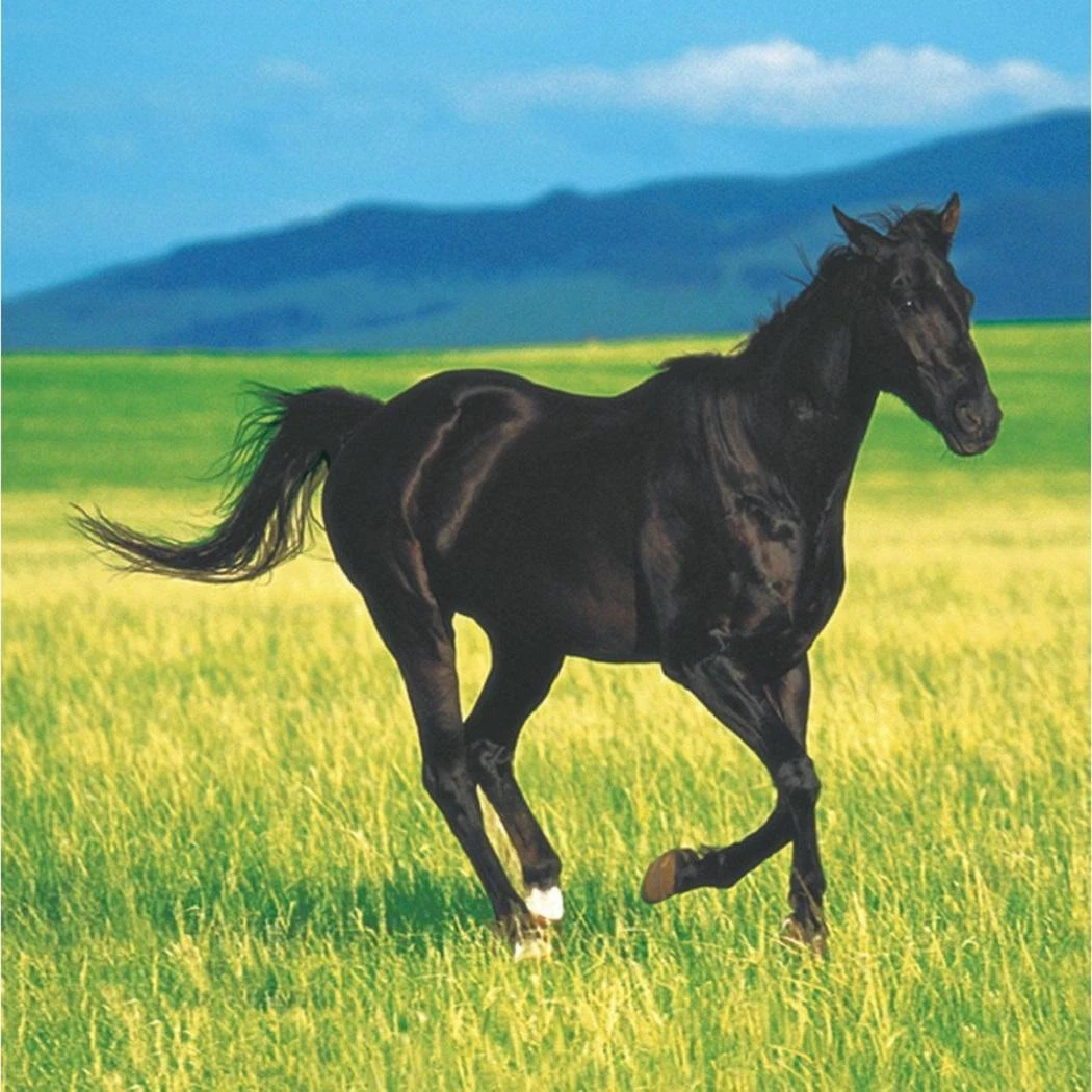 GRIND- Wild Horses Animal Farm Western Ranch Birthday Party Paper ...