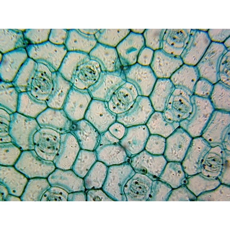 Stomata Microscope View