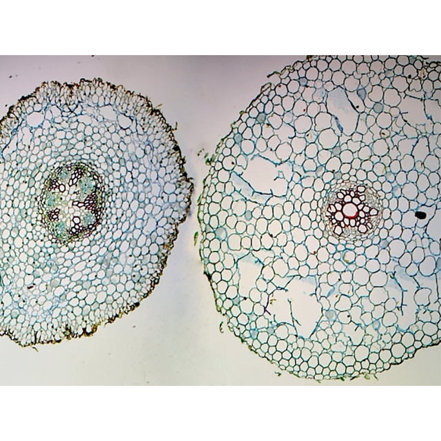 Prepared Microscope Slide, Ranunculus Root, Young & Mature, Cross ...