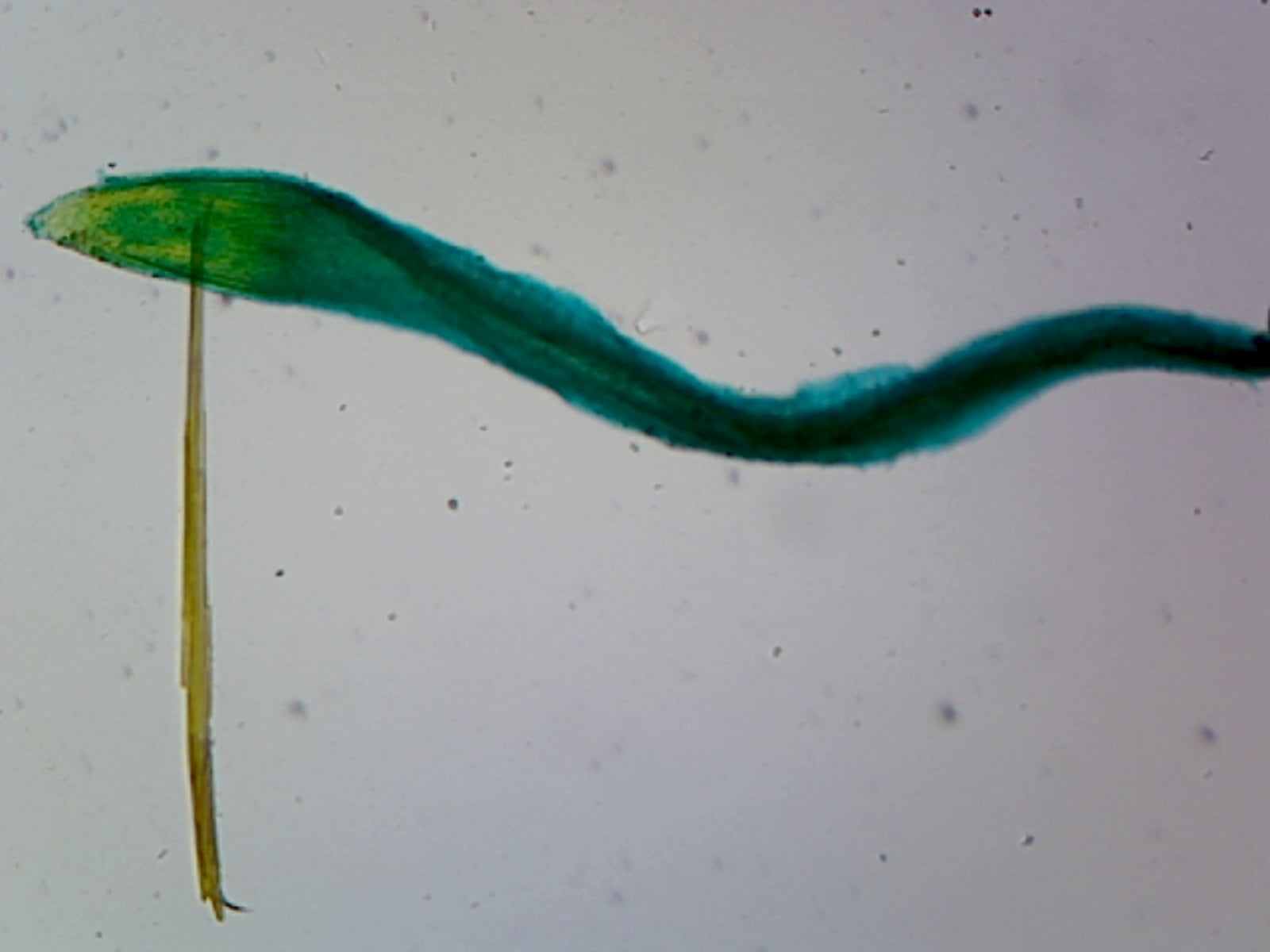 Raphanus Root Tip; Showing Root Hairs and Cap; Whole-mount by Go ...