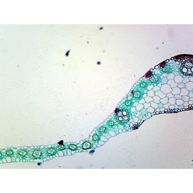 Angiosperm Leaf; Monocot; Showing General Structures; Cross Section by ...