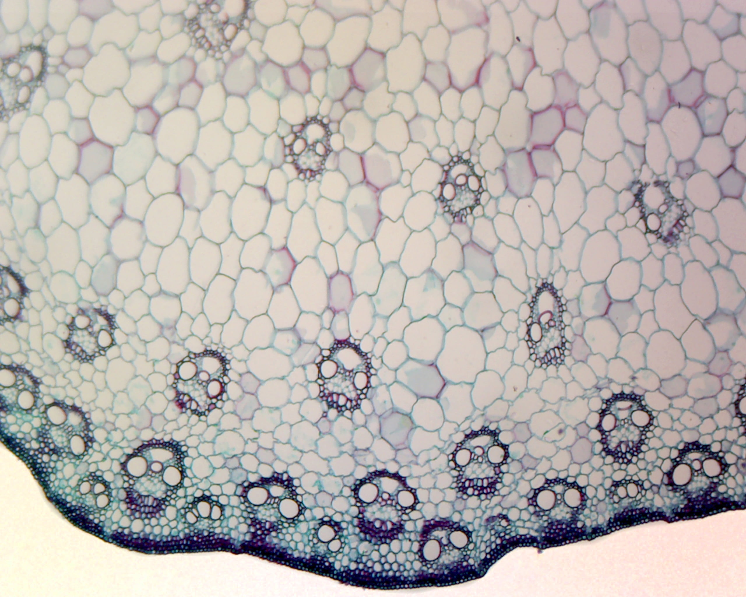 Angiosperm Stem; Monocot; Showing General Structures; Cross Section by ...