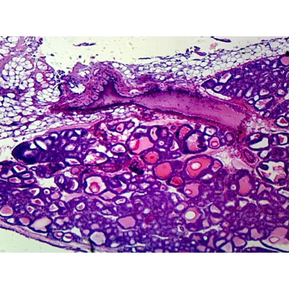 Umbilical Cord, Mammalian; Example of Simple Cuboidal Epithelium ...