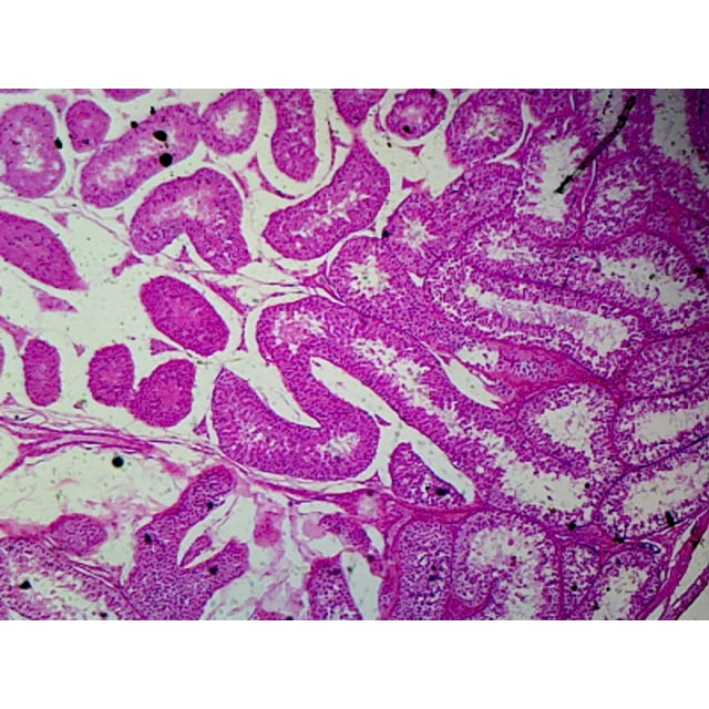 Rabbit Testis; Section by Go Science Crazy - Walmart.com