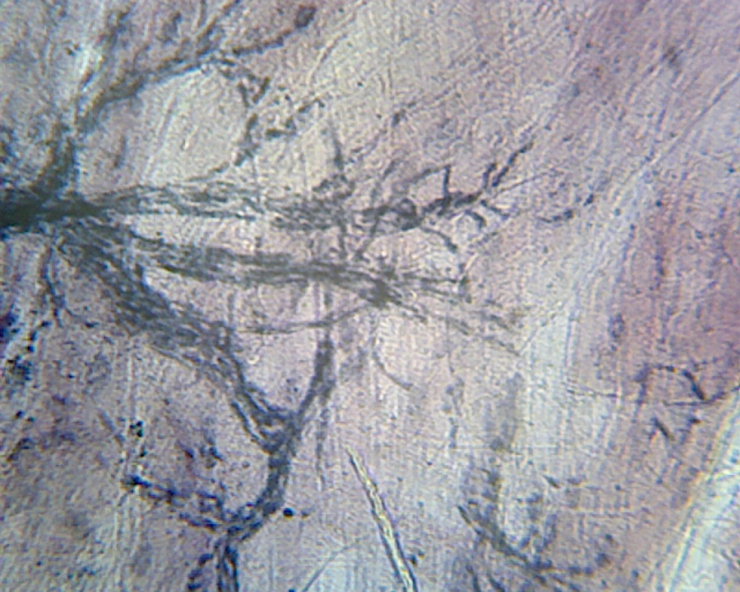 Motor Nerve Endings and Plates, Mammalian; Whole-mount by Go Science ... Motor Nerve Endings and Plates, Mammalian; Whole-mount by Go Science ...