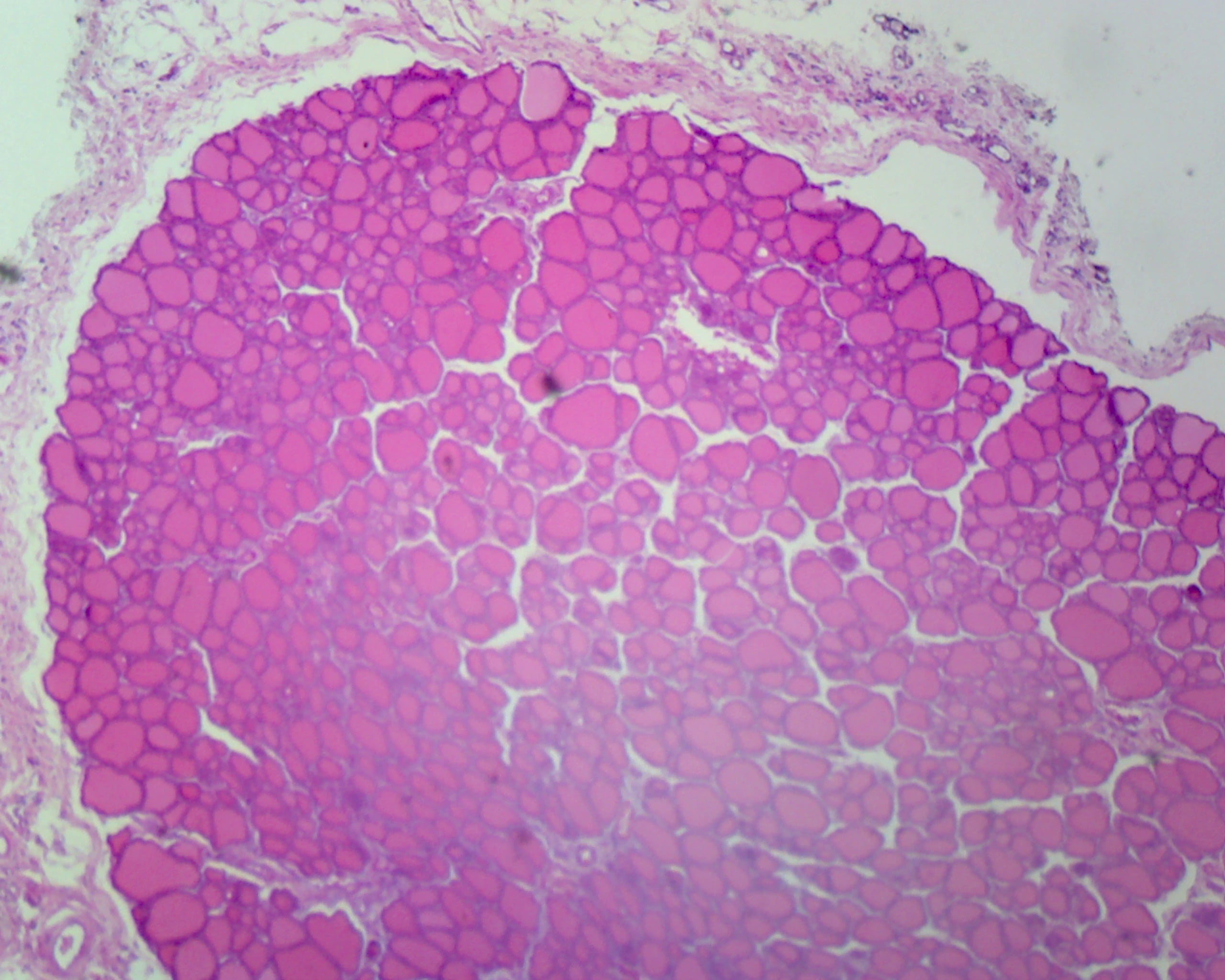 GSC International PS0291 Simple Cuboidal Epithelium, Mammalian; Section ... GSC International PS0291 Simple Cuboidal Epithelium, Mammalian; Section ...