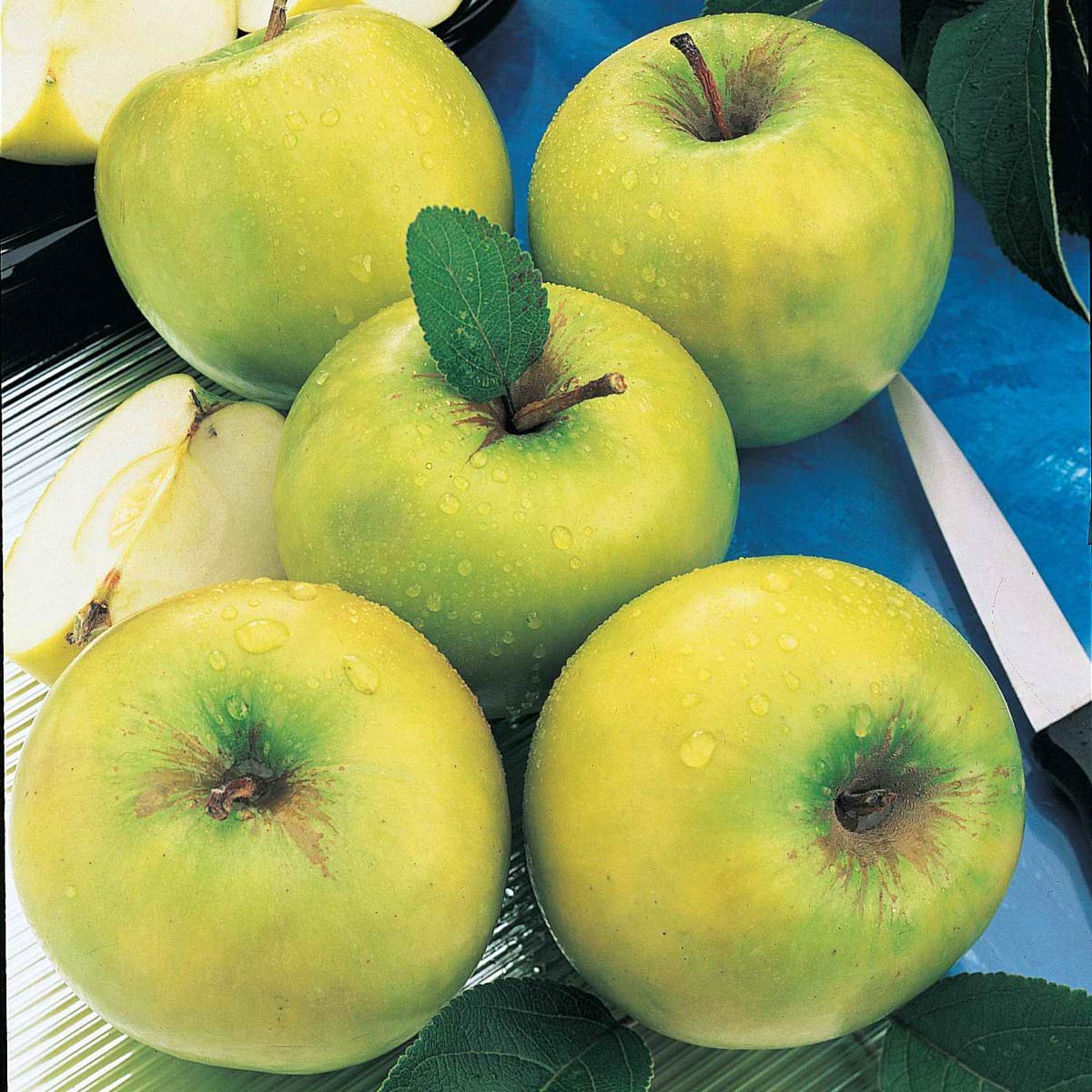 GURNEY'S - Granny Smith Apple Fruit Tree, Dormant Bare Root Starter ...