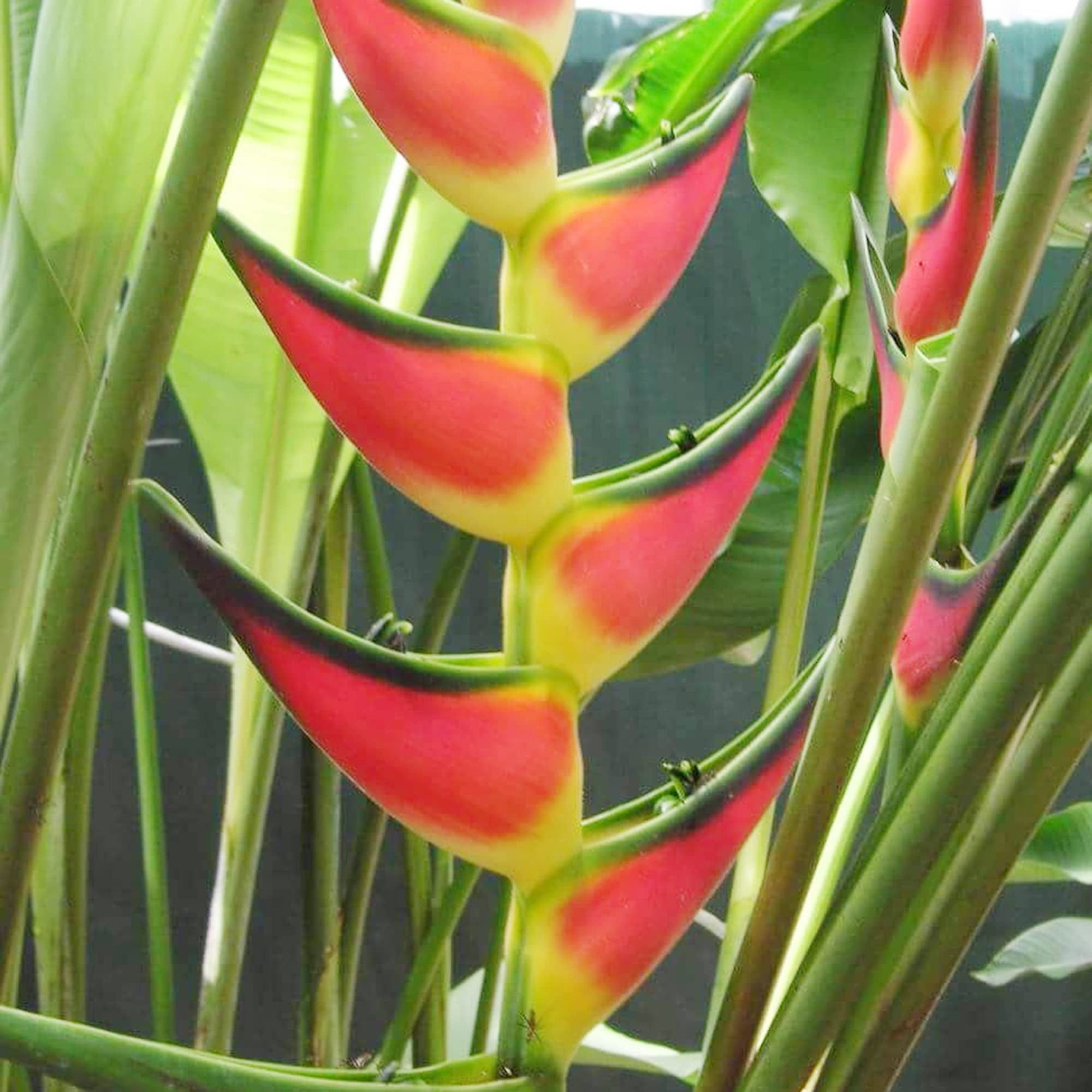 Heliconia Aurantiaca Seeds FEV6 Heliconia Rostrata Perennial Long ...