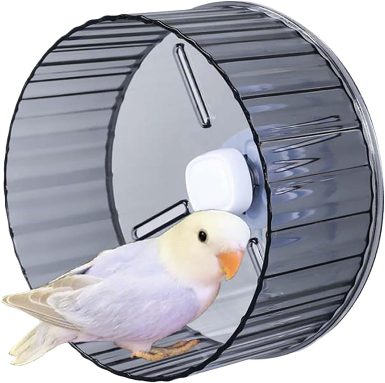 GYTY Bird Wheel Toy, Silent Parrot Exercise Wheel Interactive Rotating ...