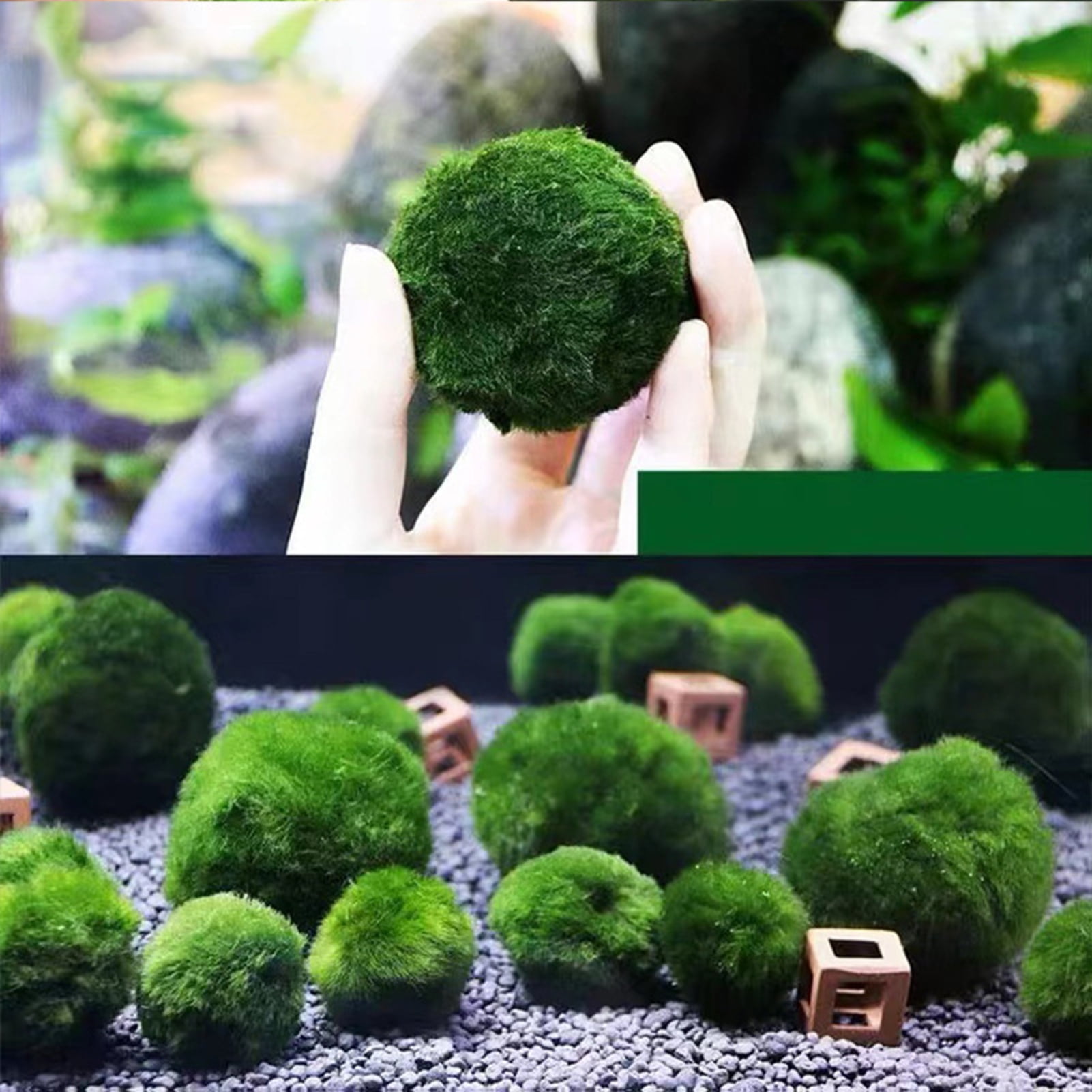 GZCW Natural Moss Decorative Ball Live Moss Balls Ornament Fish Tank ...