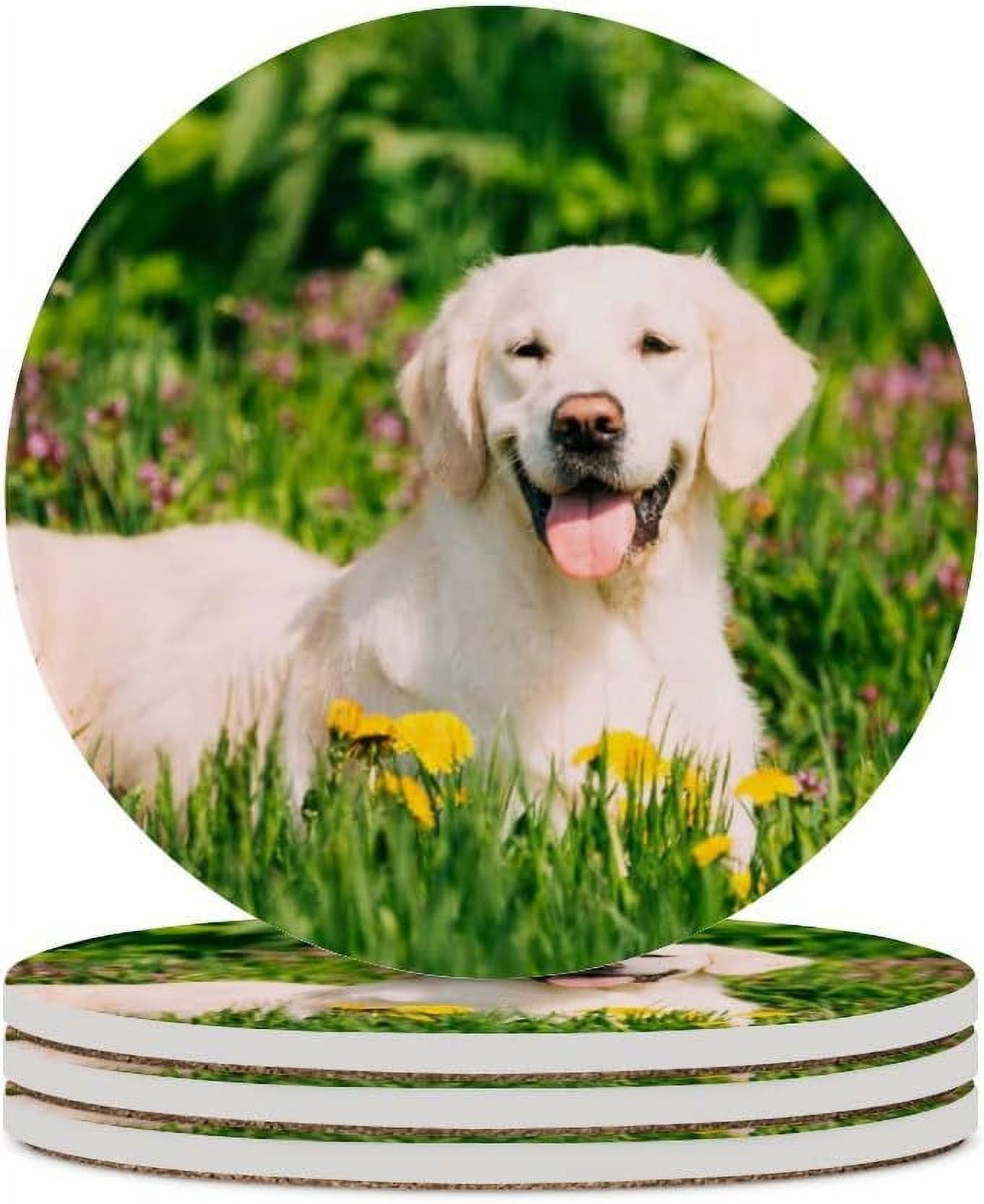 GZHJMY 4Pcs Round Happy Labrador Retriever Sitting in Dandelions Field ...